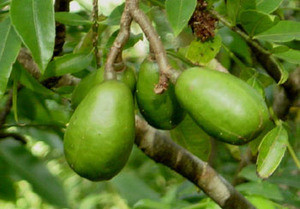 Spondias dulcis - Ambarella - Seeds