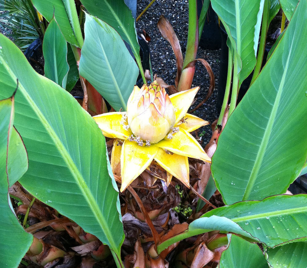 Musella lasiocarpa - Chinese Yellow Banana - Seeds