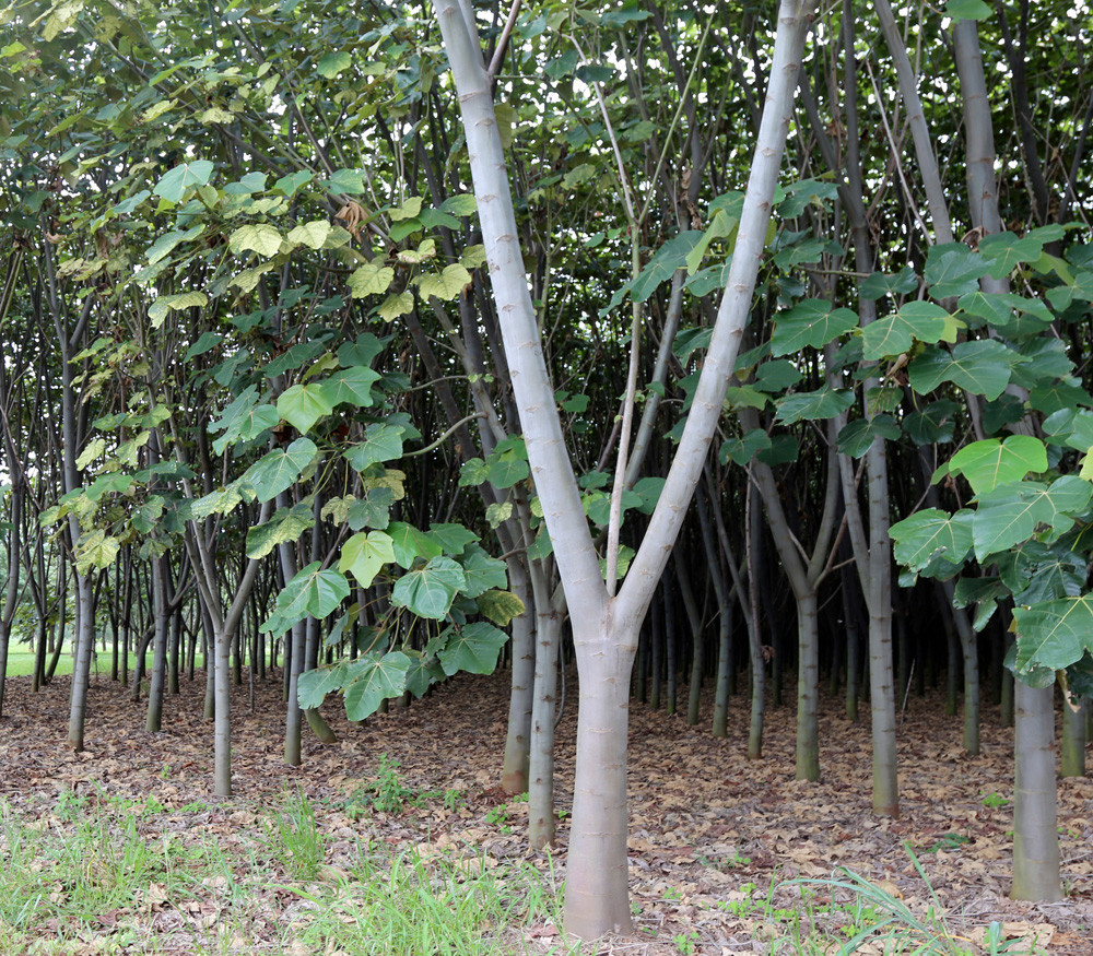 Ochroma pyramidale - Balsa - Seeds