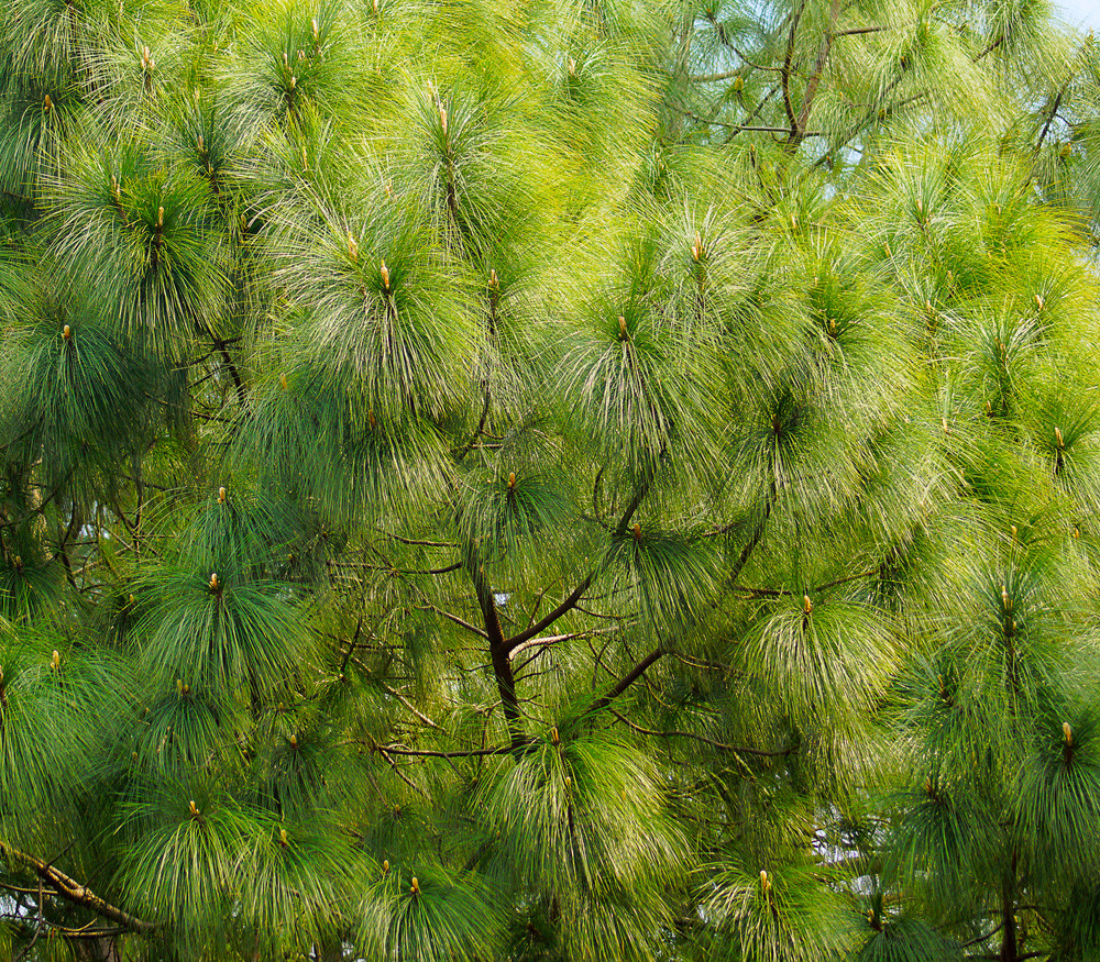 Pinus patula - Mexican Weeping Pine - Seeds
