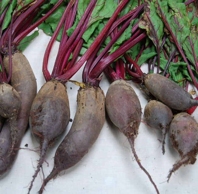 Forono Cylindrical Beet Seeds