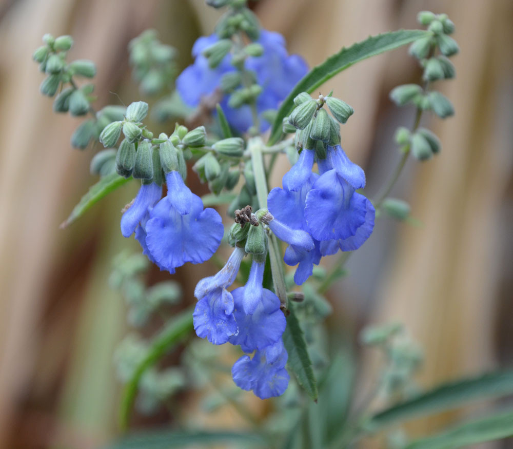 Salvia azurea - Blue Sage - Seeds