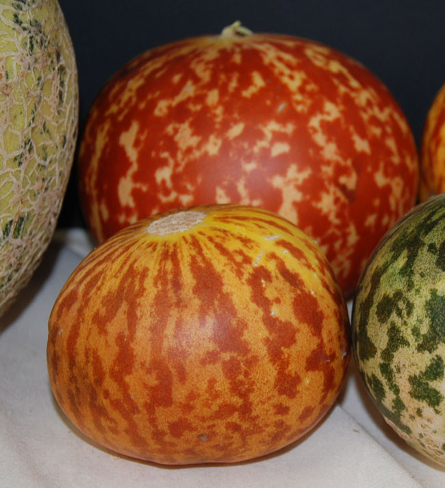 tigger melon fruit