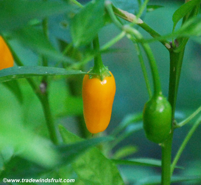 Tabasco Short Yellow Seeds