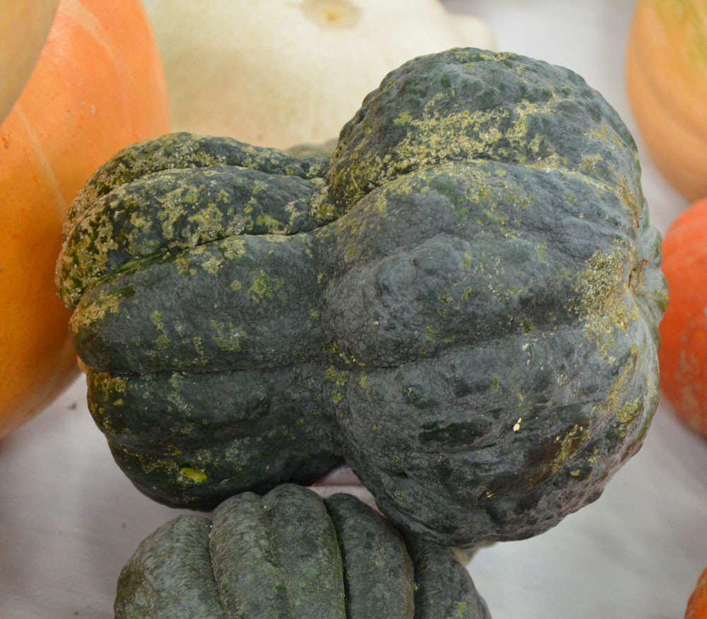 Shishigatani Squash Seeds