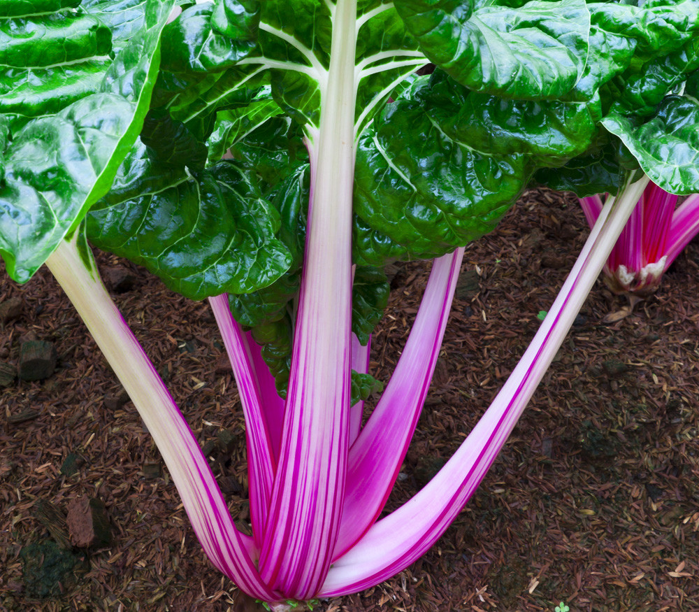 Peppermint Swiss Chard Seeds
