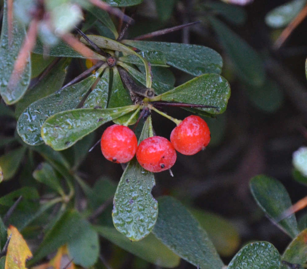Berberis wilsonii - Wilson's Barberry - Seeds