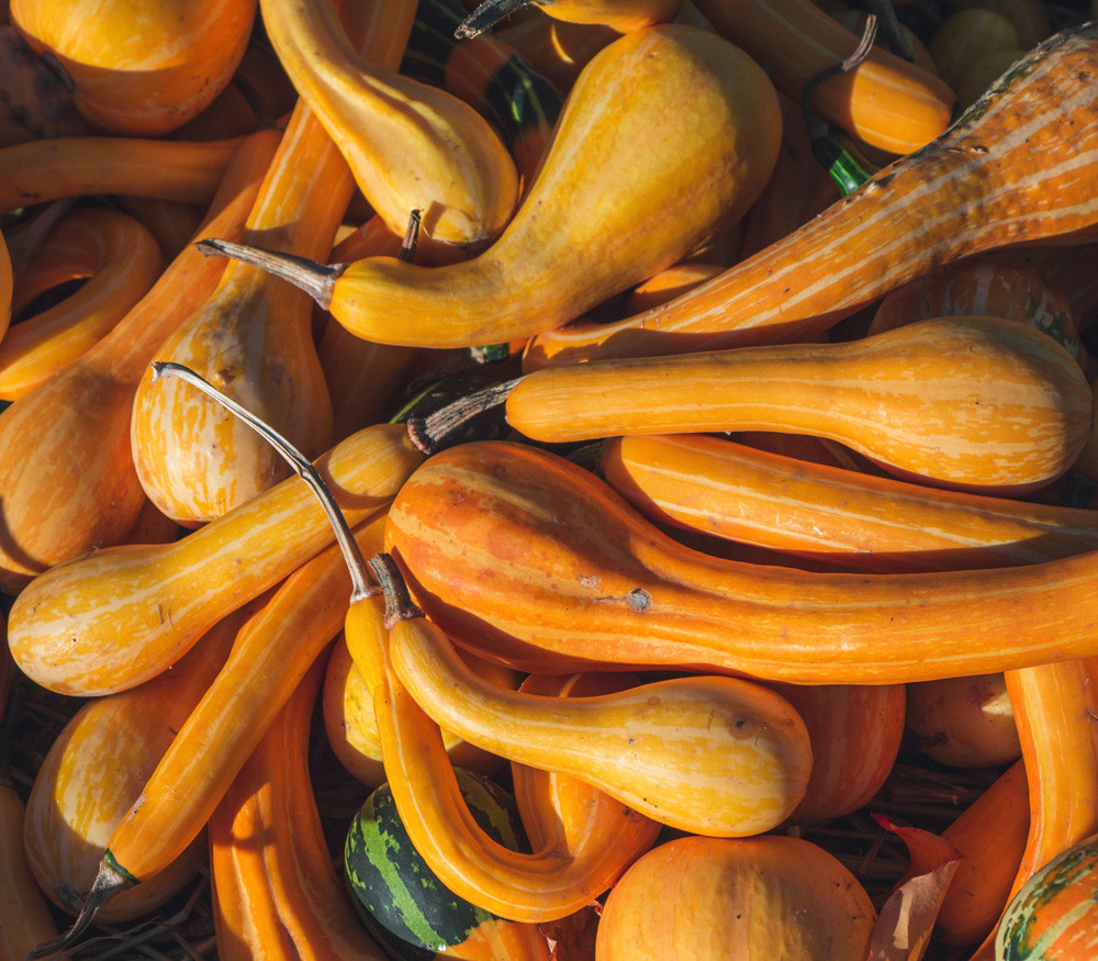 Spoon Gourd Seeds