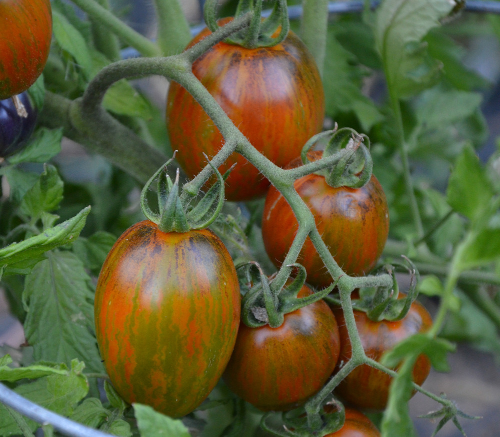 Brad's Atomic Grape Tomato Seeds