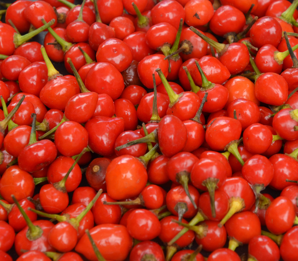 Wiri Wiri Pepper Seeds