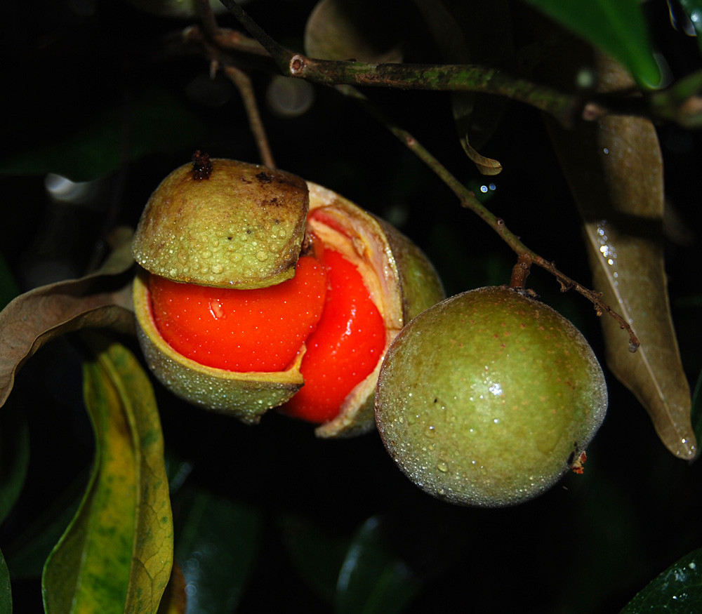 Diploglottis campbelli - Small Leaved Tamarind - Seeds
