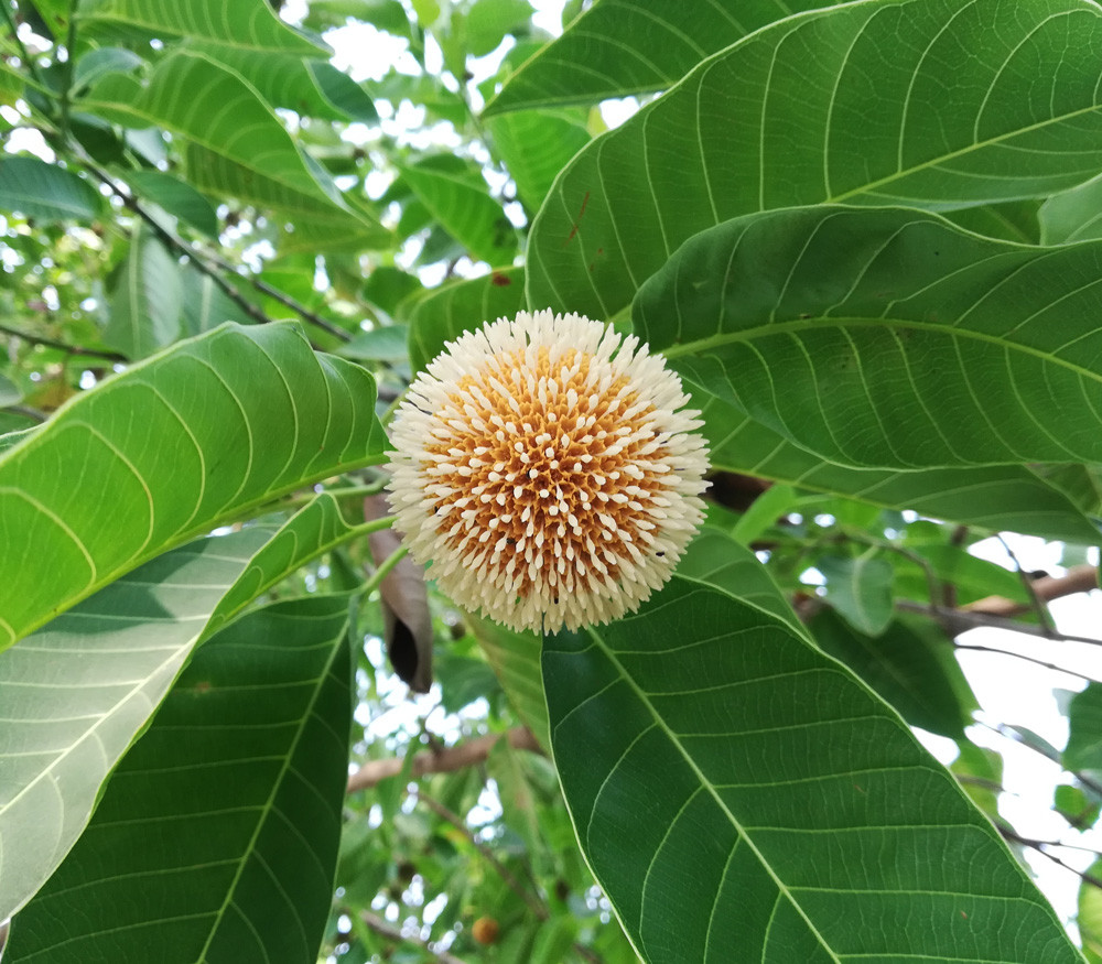 Neolamarckia cadamba - Kadam - Seeds