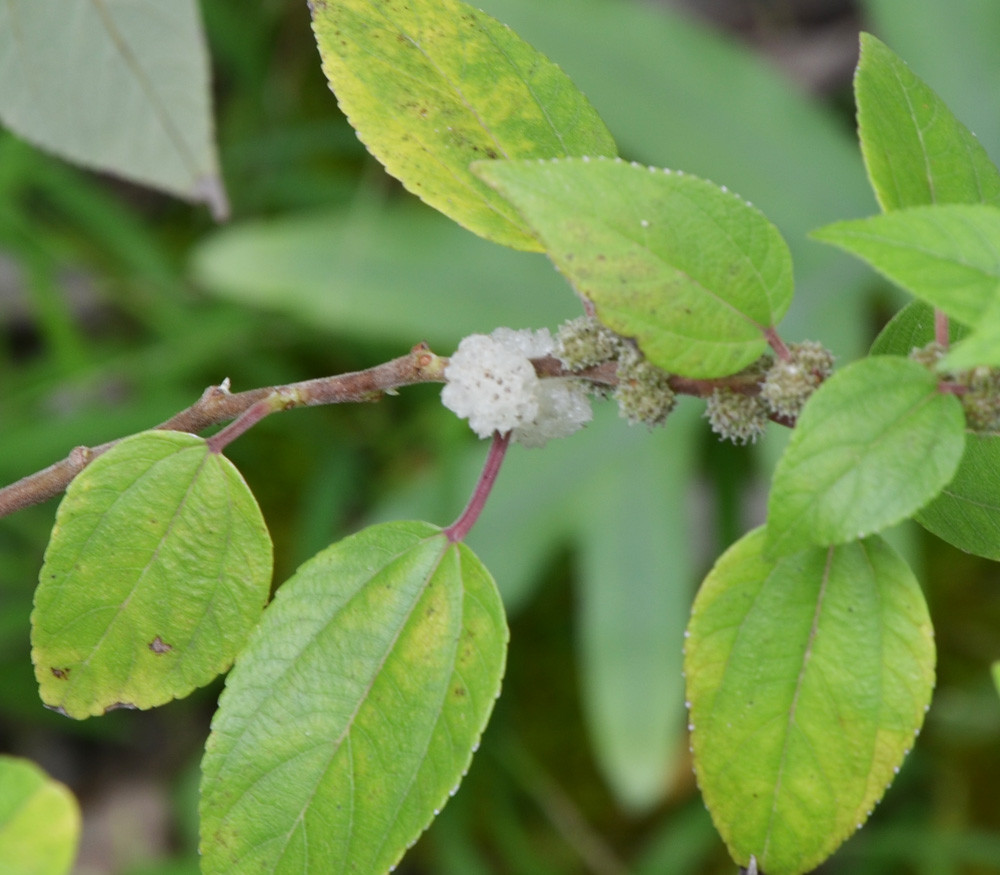 Pipturus albidus - Mamaki - Seeds