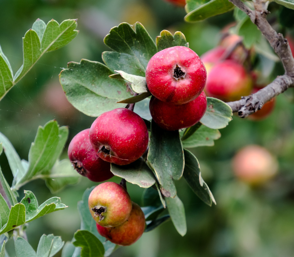 Crataegus azarolus - Azarole - Seeds
