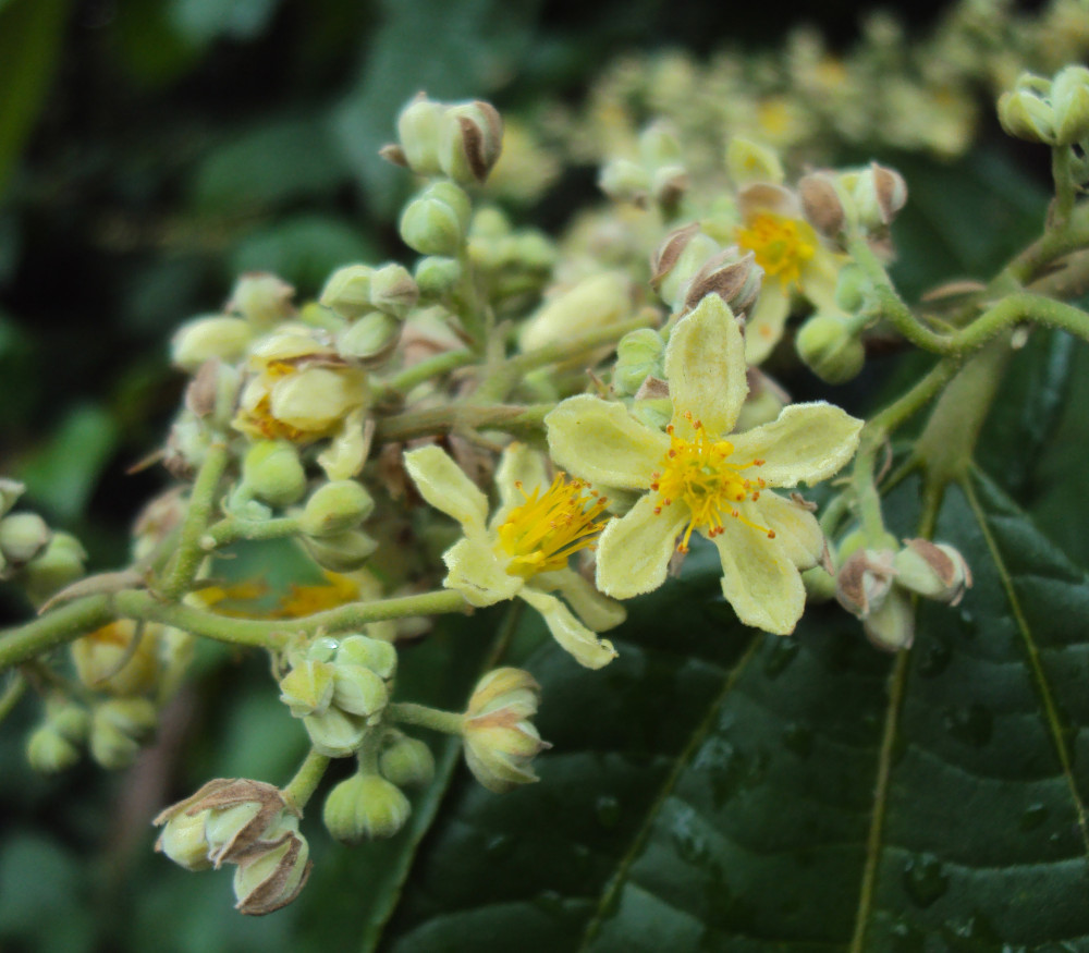 Microcos paniculata - Elm Leaf Grewia - Seeds