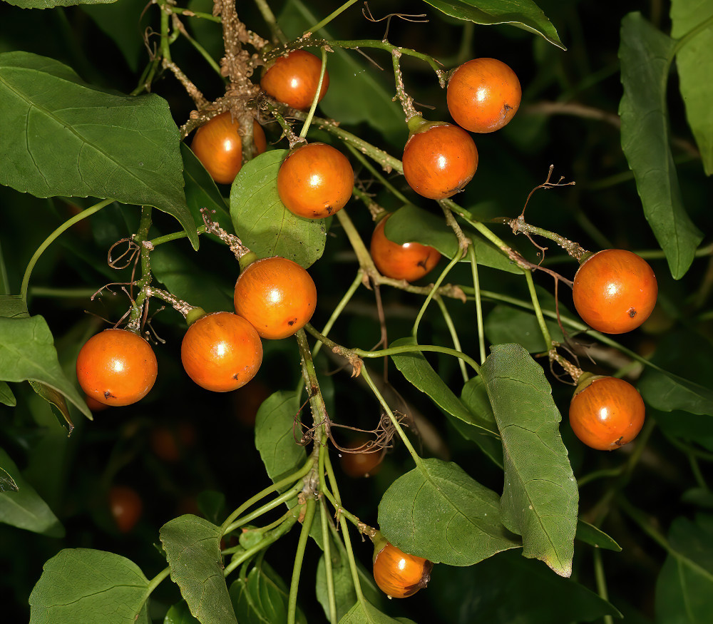 Cordia caffra - Septee Saucer Berry - Seeds