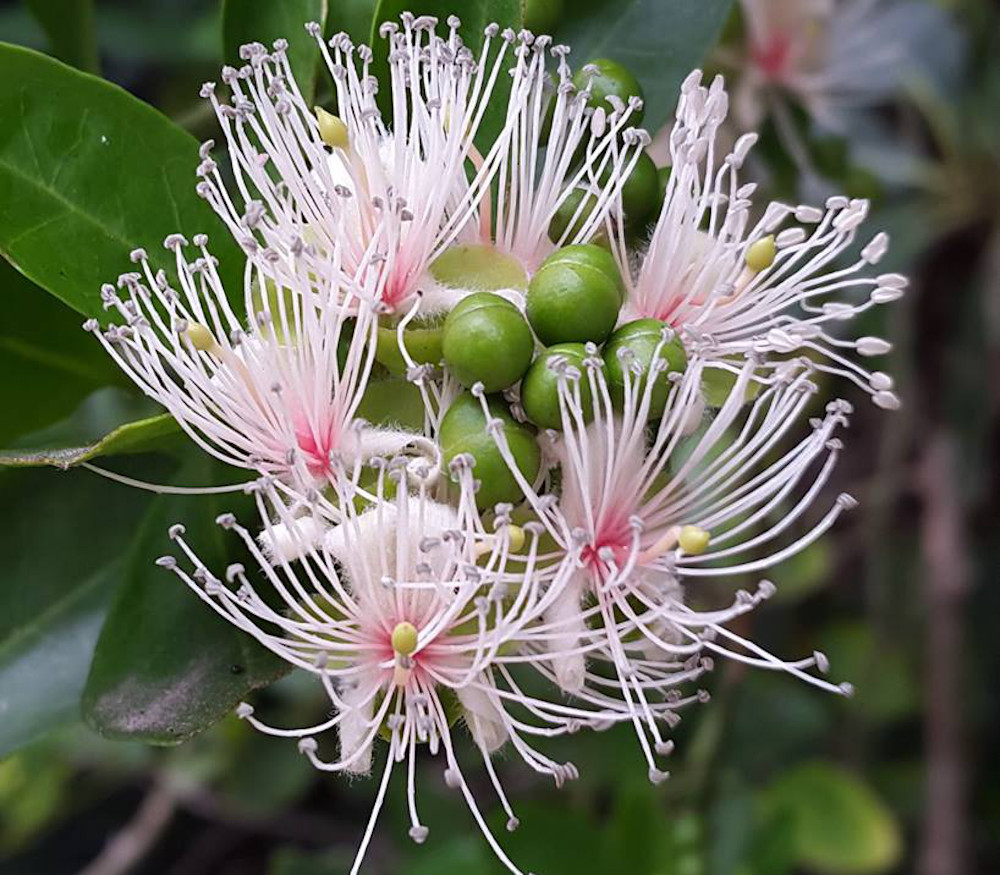 Capparis sepiaria - Wild Caper Bush - Seeds