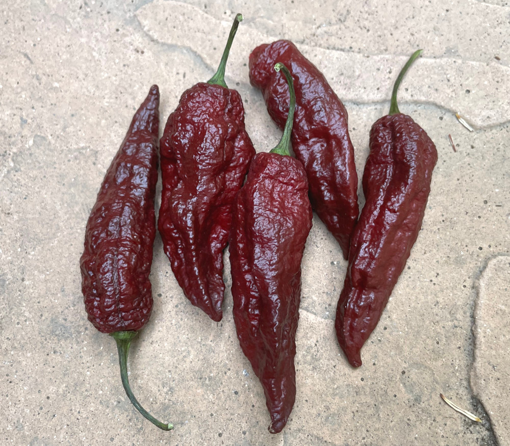 Leviathan Chocolate Pepper Seeds