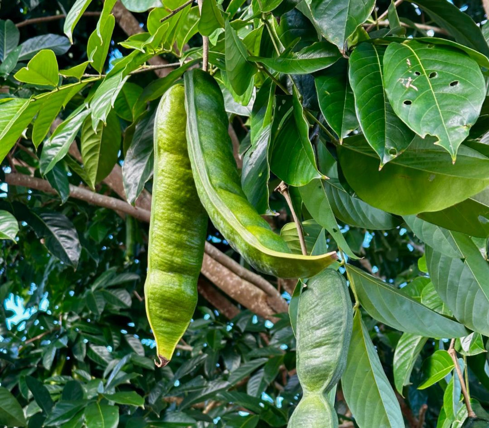 Inga cinnamomea - Inga Acu - Seeds