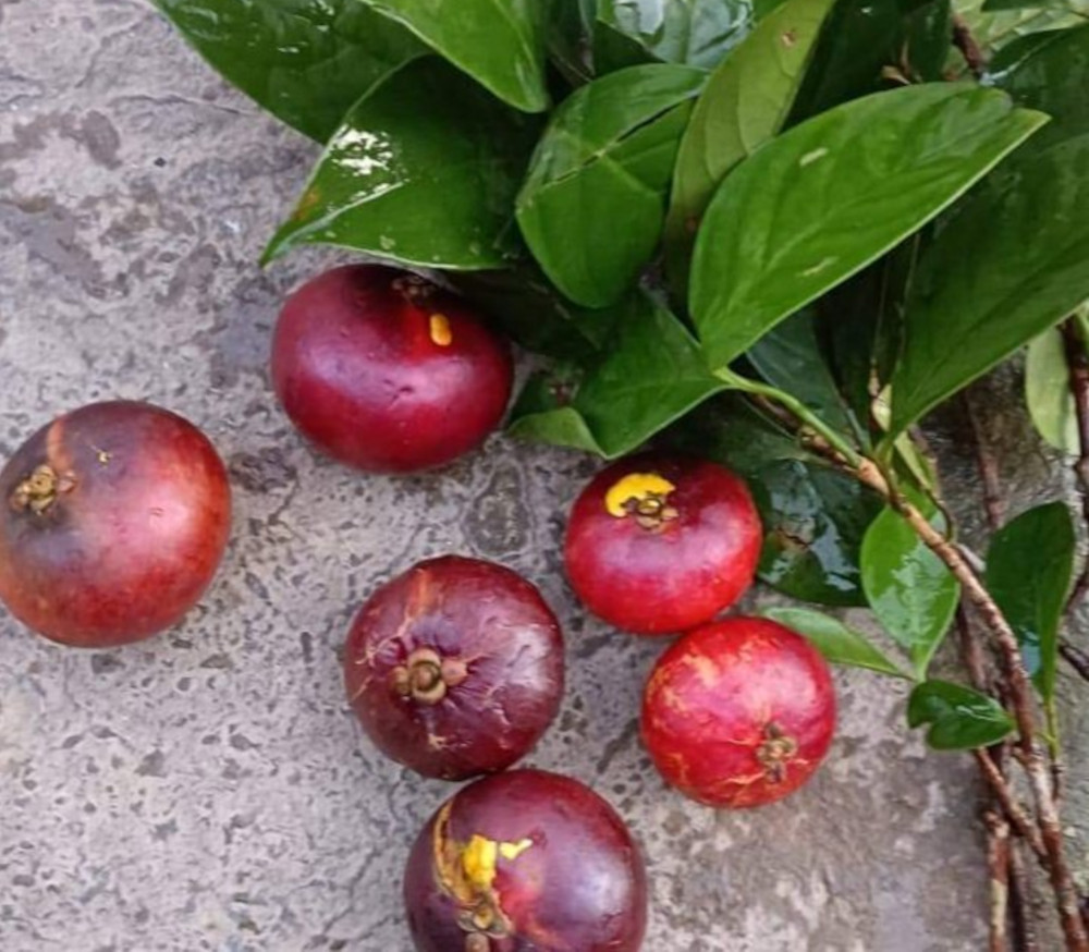 Garcinia sp. - Red Sulawesi Garcinia - Seeds