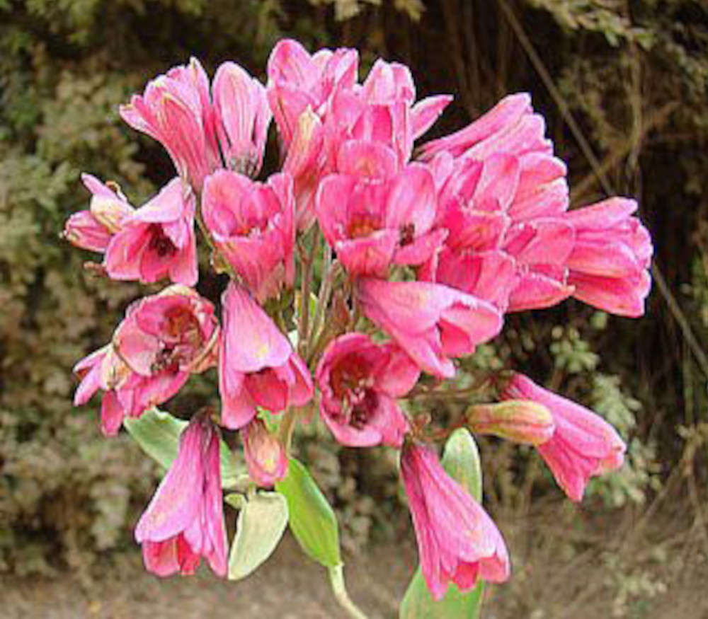 Bomarea salsilla - Cobra Lily - Seeds