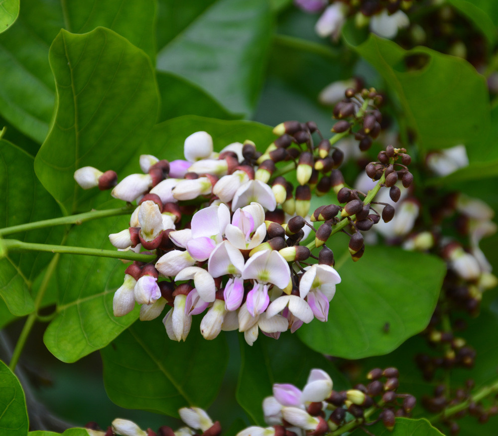 Pongamia pinnata - Pongam - Seeds
