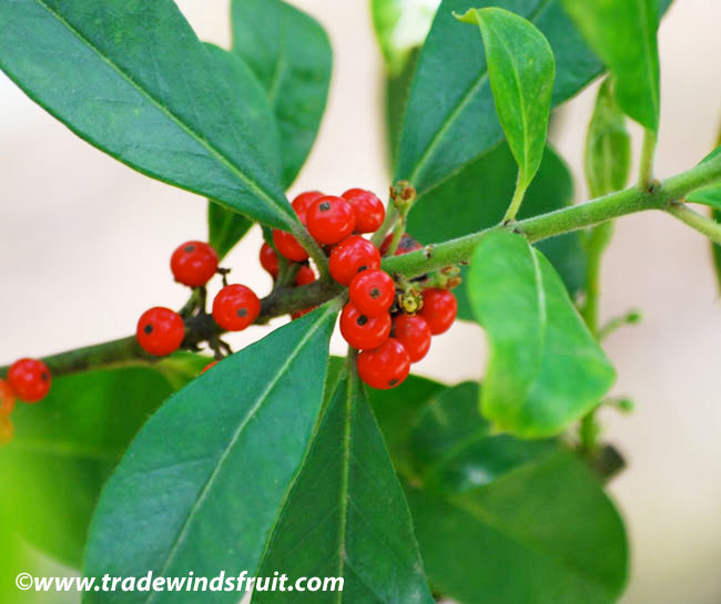 Ilex paraguariensis - Yerba Mate - Seeds