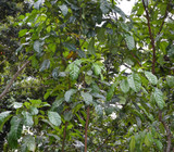 Cola nitida - Wild Cola Nut - Seeds