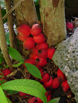 Syzygium polycephalum - Lipote - Seeds