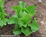 Crisp Mint Lettuce Seeds
