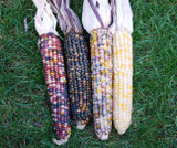 Calico Corn Seeds