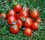 Cascade Village Blue Tomato Seeds
