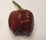 7 Pot Pepper, Brain Strain Yellow Seeds