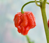 Australian Red Lantern Pepper Seeds