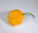 Cantina Yellow Pepper Seeds