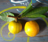 Pouteria viridis - Green Sapote - Seeds