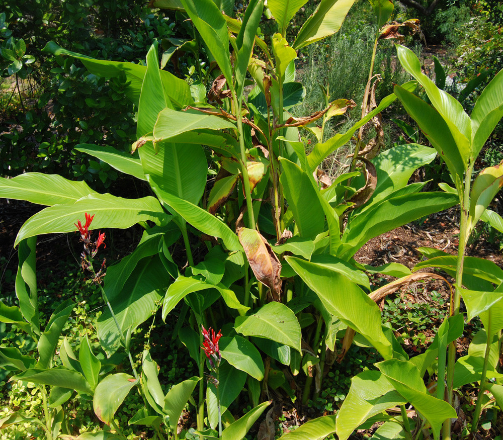 Canna edulis - Canna - Seeds