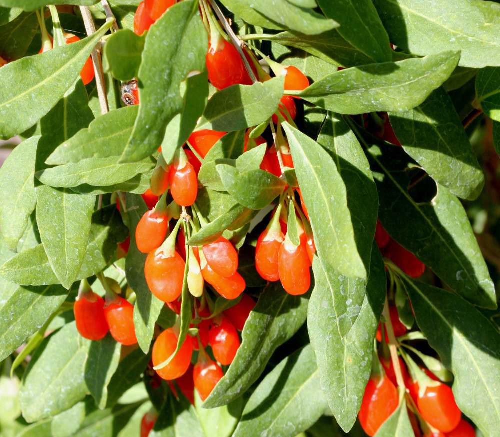 Lycium barbarum - Wolfberry - Seeds
