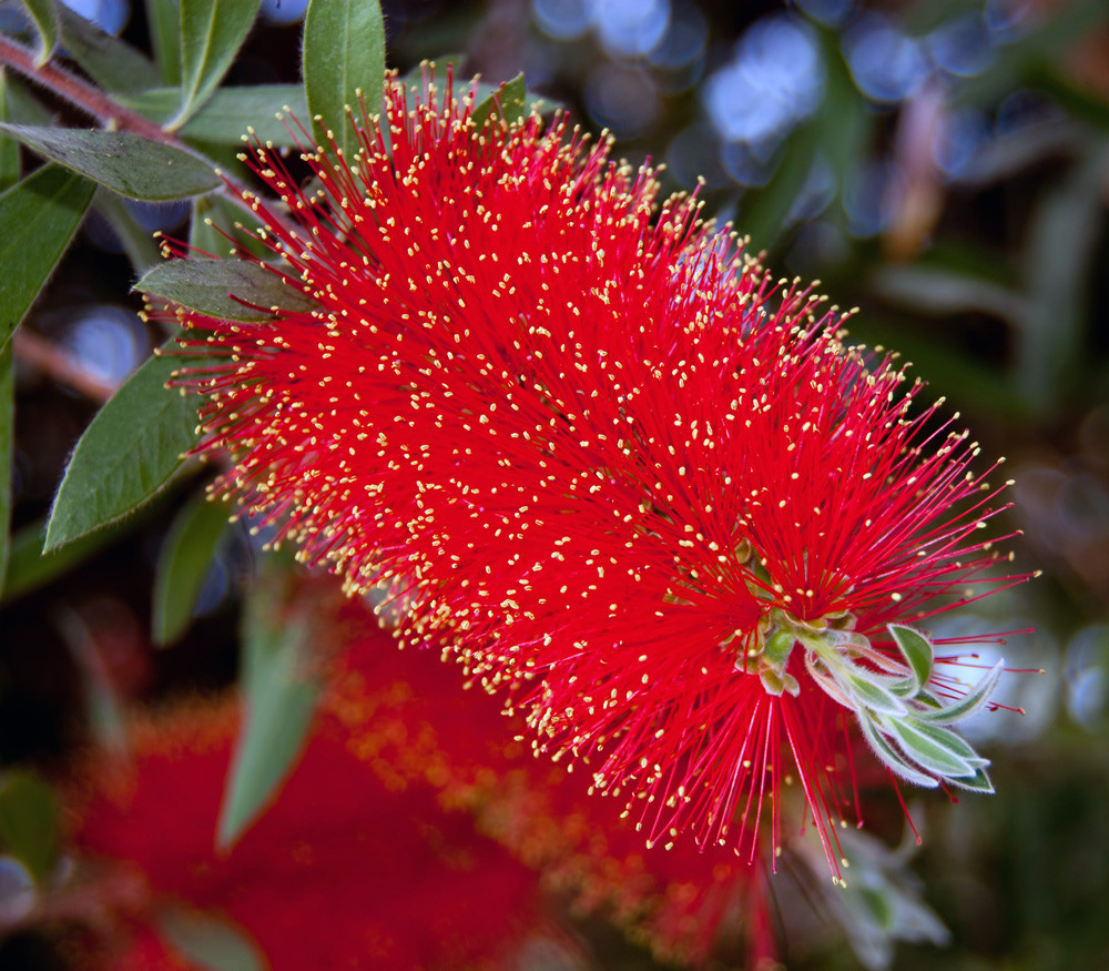 Callistemon citrinus - Lemon Bottlebrush - Seeds