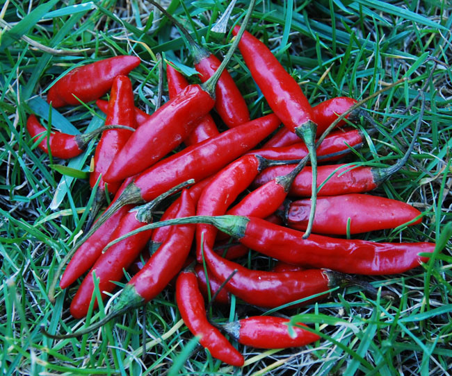Purira Pepper Seeds