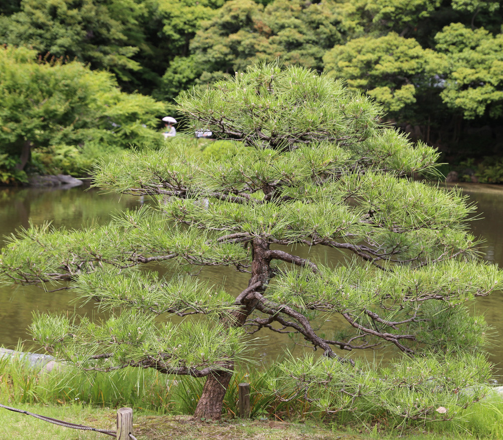 Pinus edulis - Pinyon Pine - Seeds