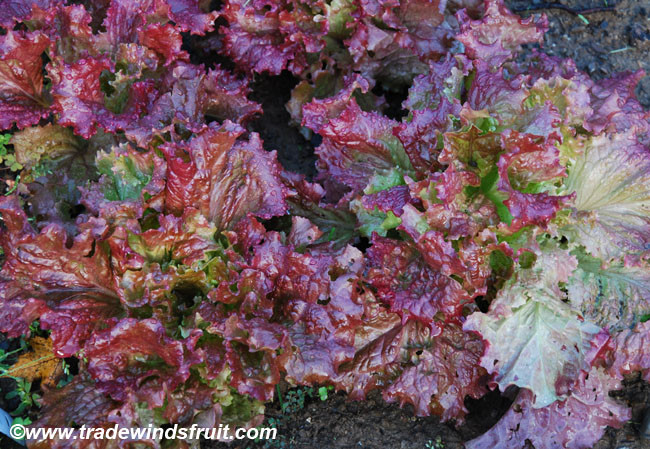 Red Velvet Lettuce Seeds