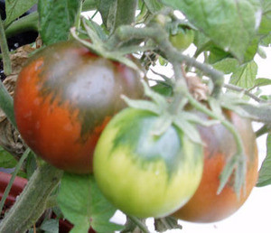Black Master Tomato Seeds