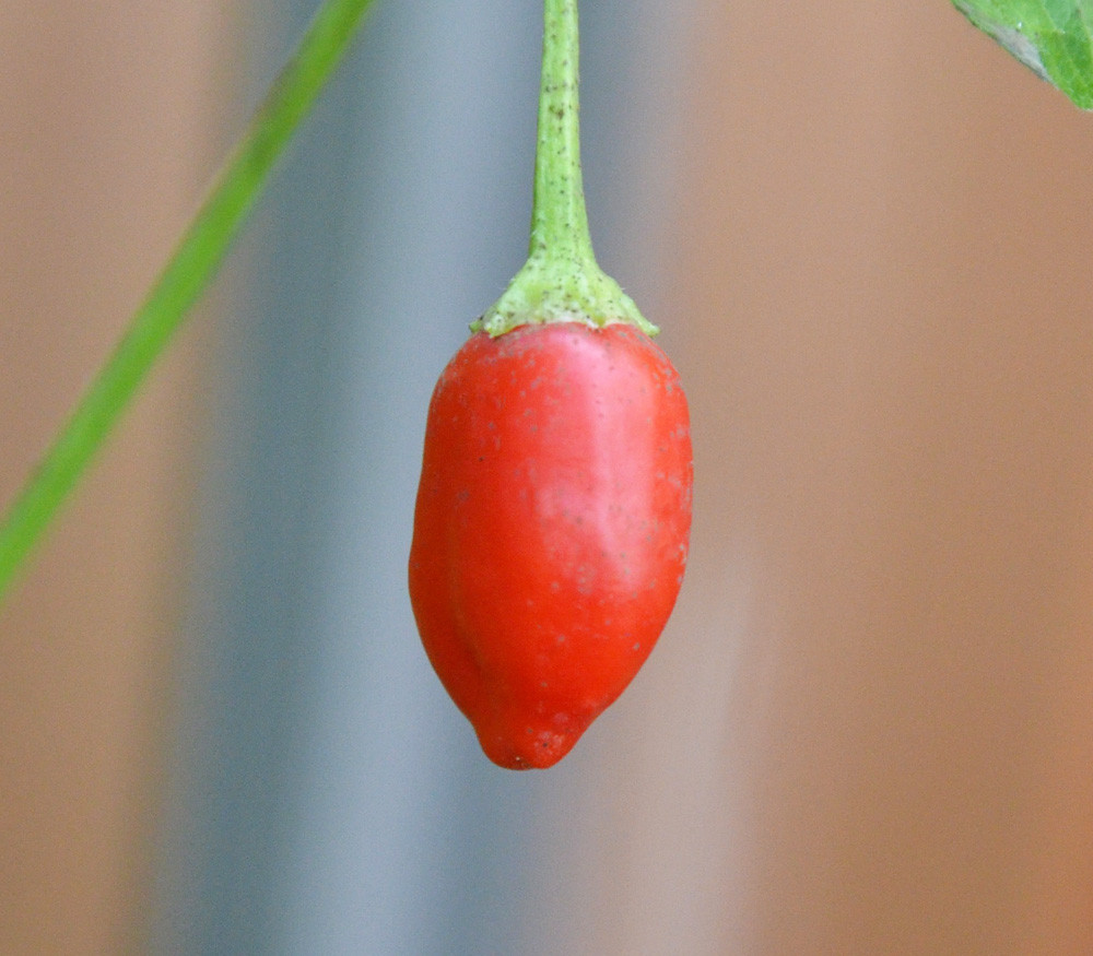 Inca Red Drop Pepper Seeds
