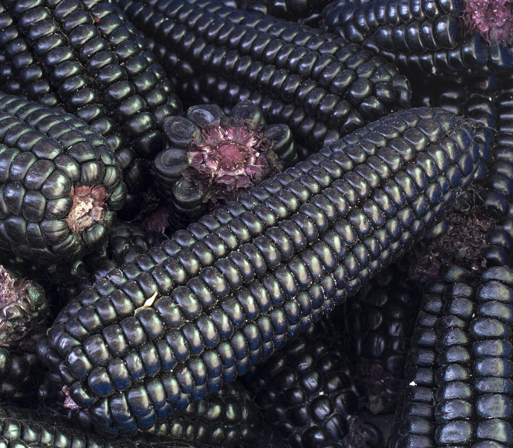 Maize Morado Seeds