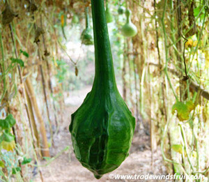 Cucuzzi Italian Edible Gourd Seeds