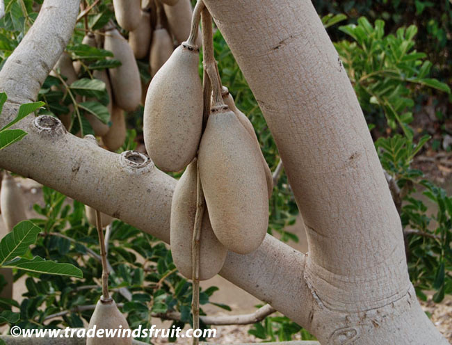 Kigelia pinnata - Sausage Tree - Seeds
