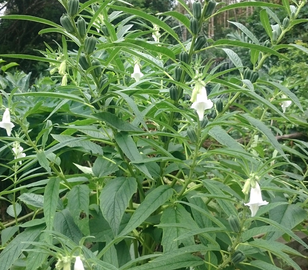 Sesamum indicum - Black Sesame - Seeds