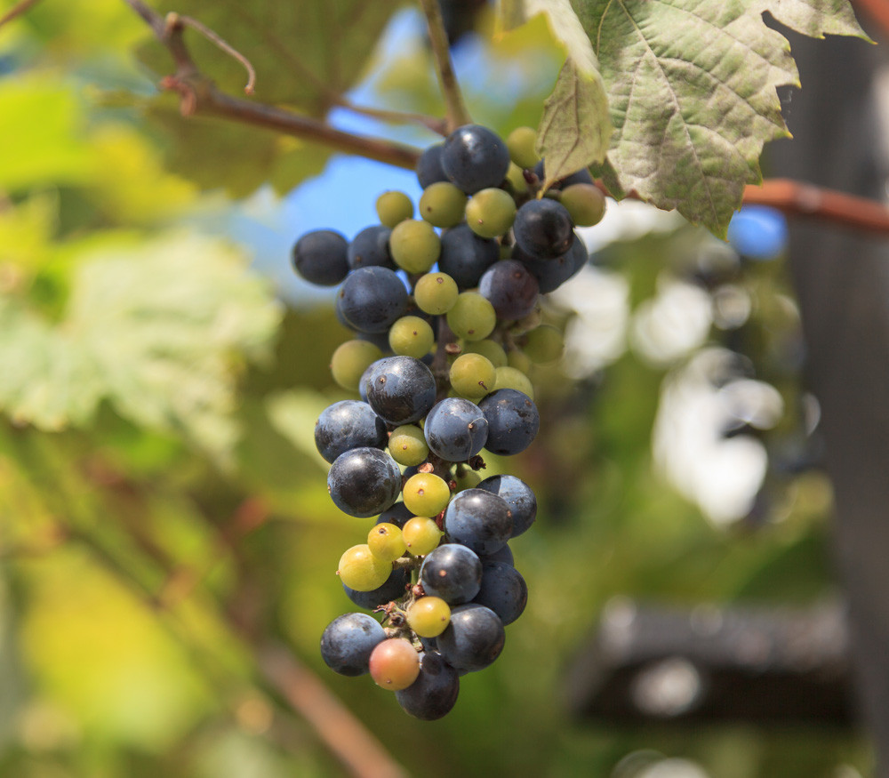 Vitis riparia - Wild River Grape - Seeds
