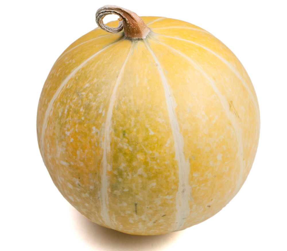 Cucurbita ficifolia - Fig-Leafed Gourd - Seeds